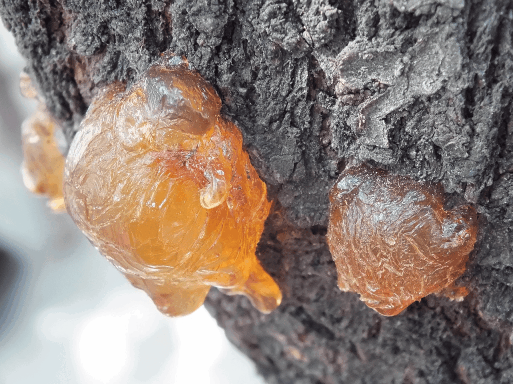 Amber Road: History of an Ancient Trade Route - Baltic Proud